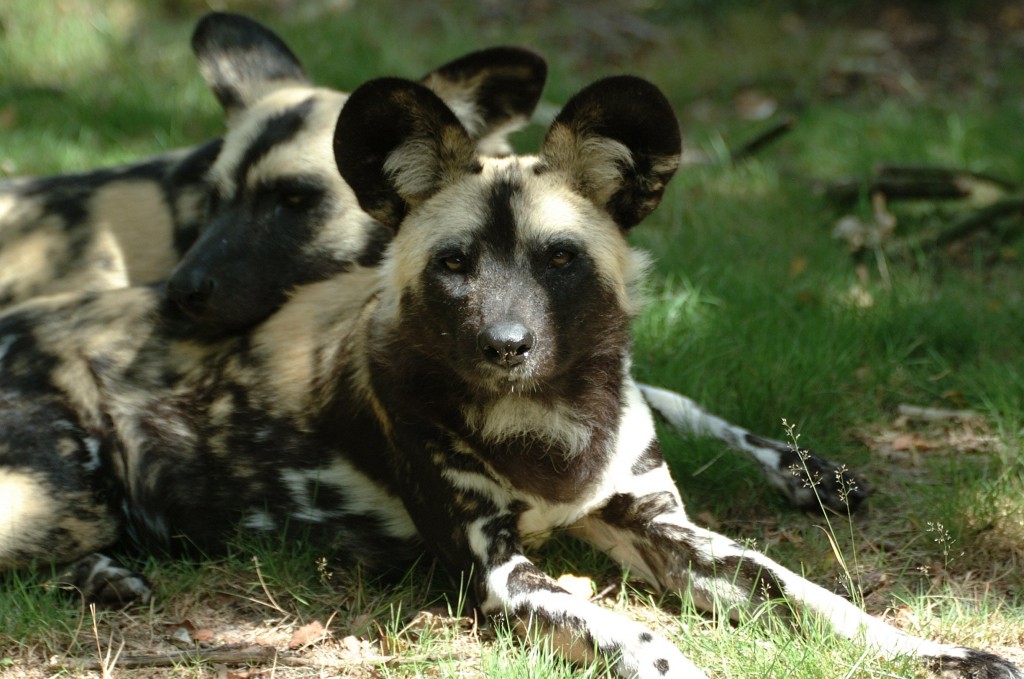 Afrikaanse wilde honden voor het eerst naar buiten in Zoo Parc Overloon ...