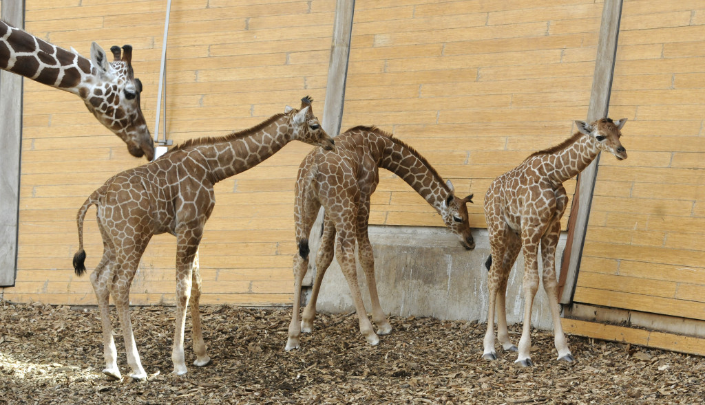 Giraffencrèche in Diergaarde Blijdorp « NVD Dierentuinen