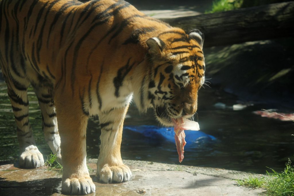 IJstraktaties voor dierbewoners in DierenPark Amersfoort « NVD Dierentuinen