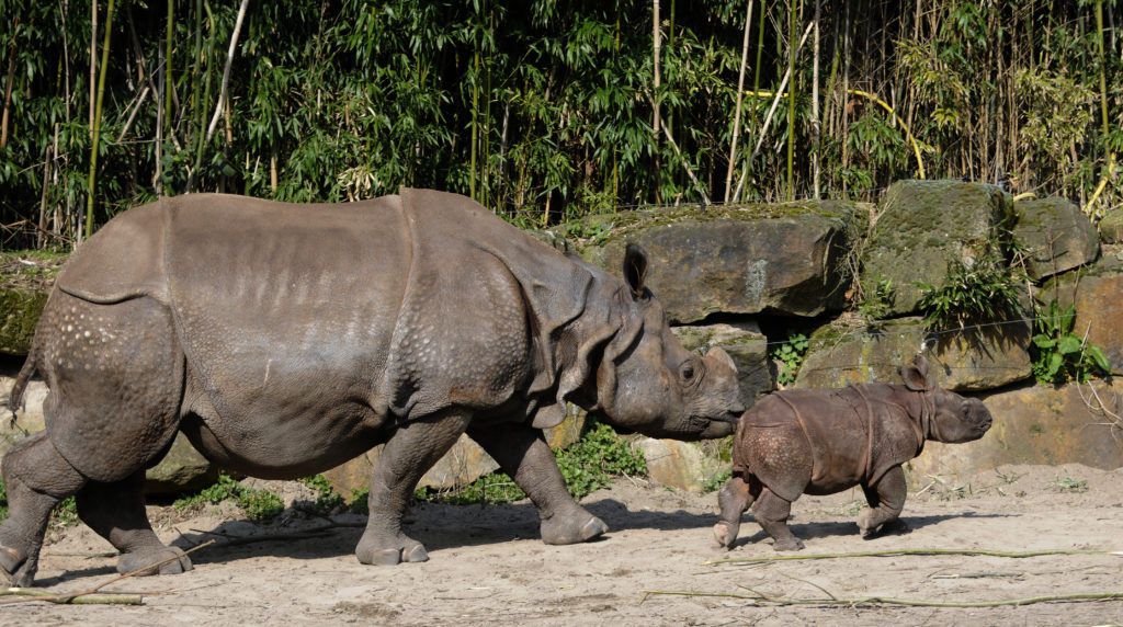 Naam bekend van neushoorntje in Blijdorp « NVD Dierentuinen