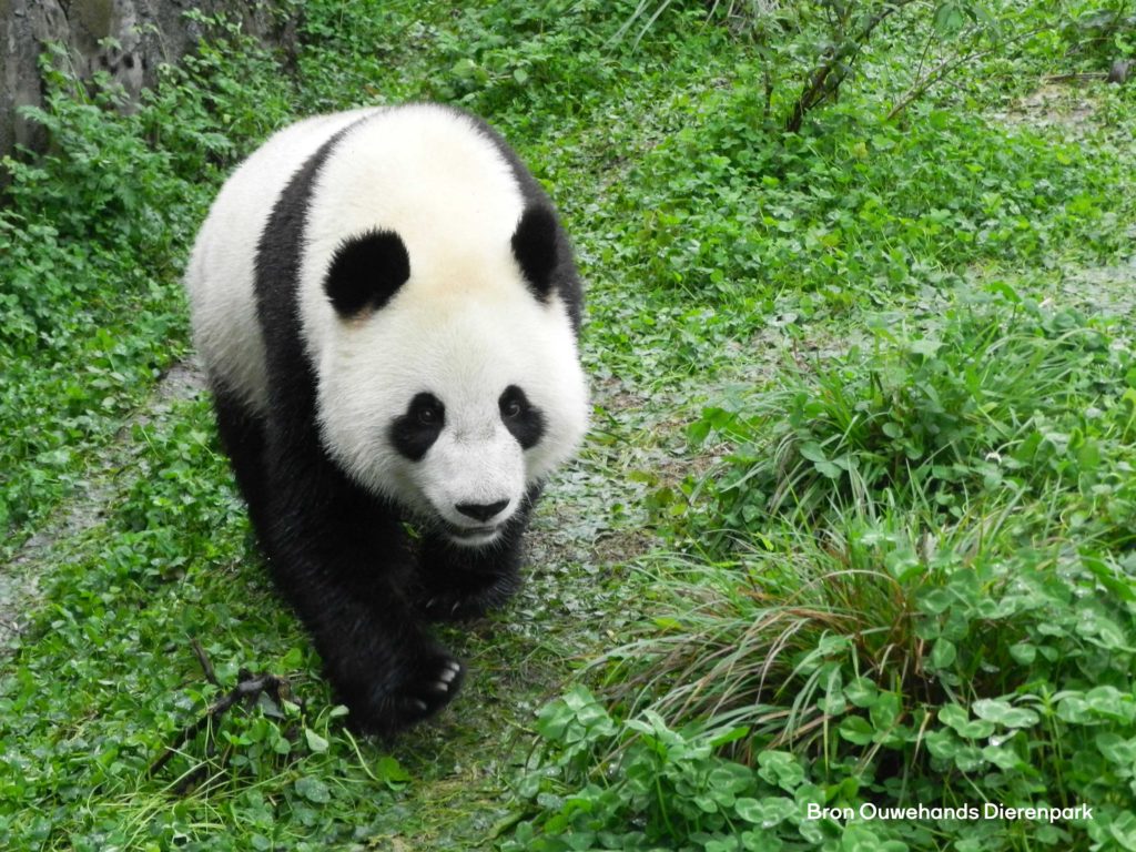 Reuzenpanda’s arriveren op 12 april in Nederland « NVD Dierentuinen