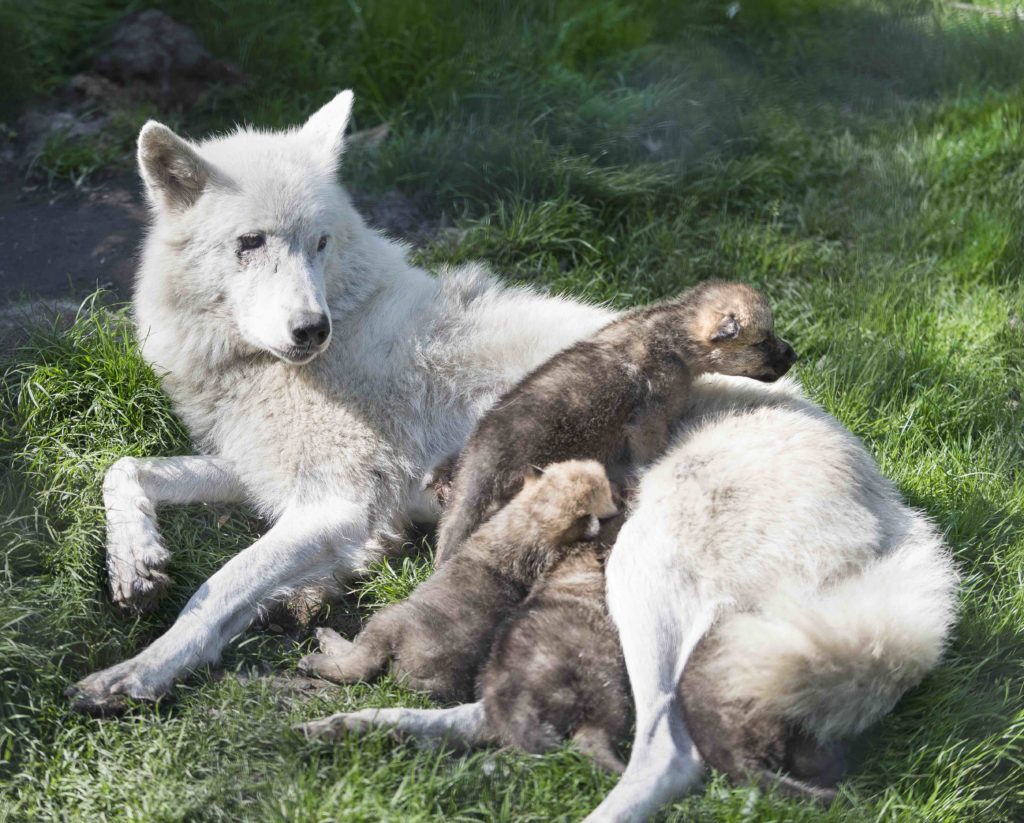 Witte wolven in ARTIS krijgen vijf donkergrijze welpen « NVD Dierentuinen