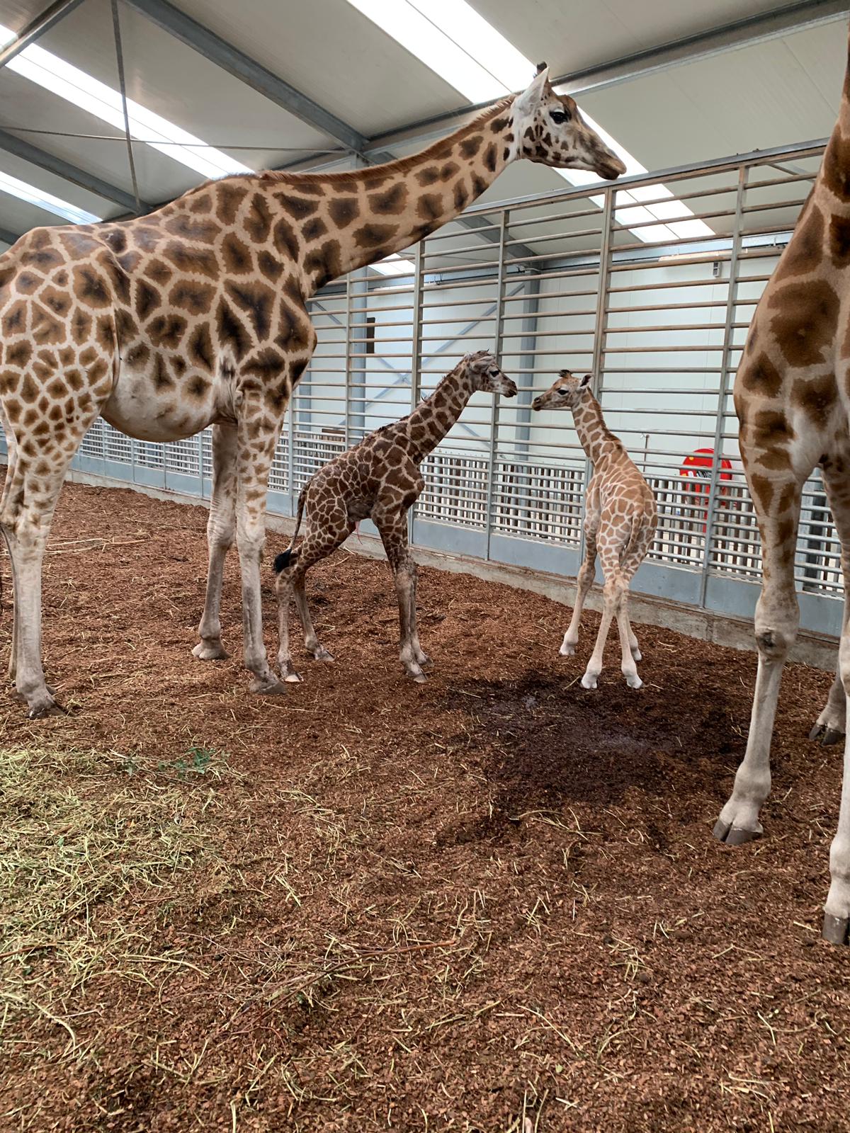 Nieuws « NVD Dierentuinen
