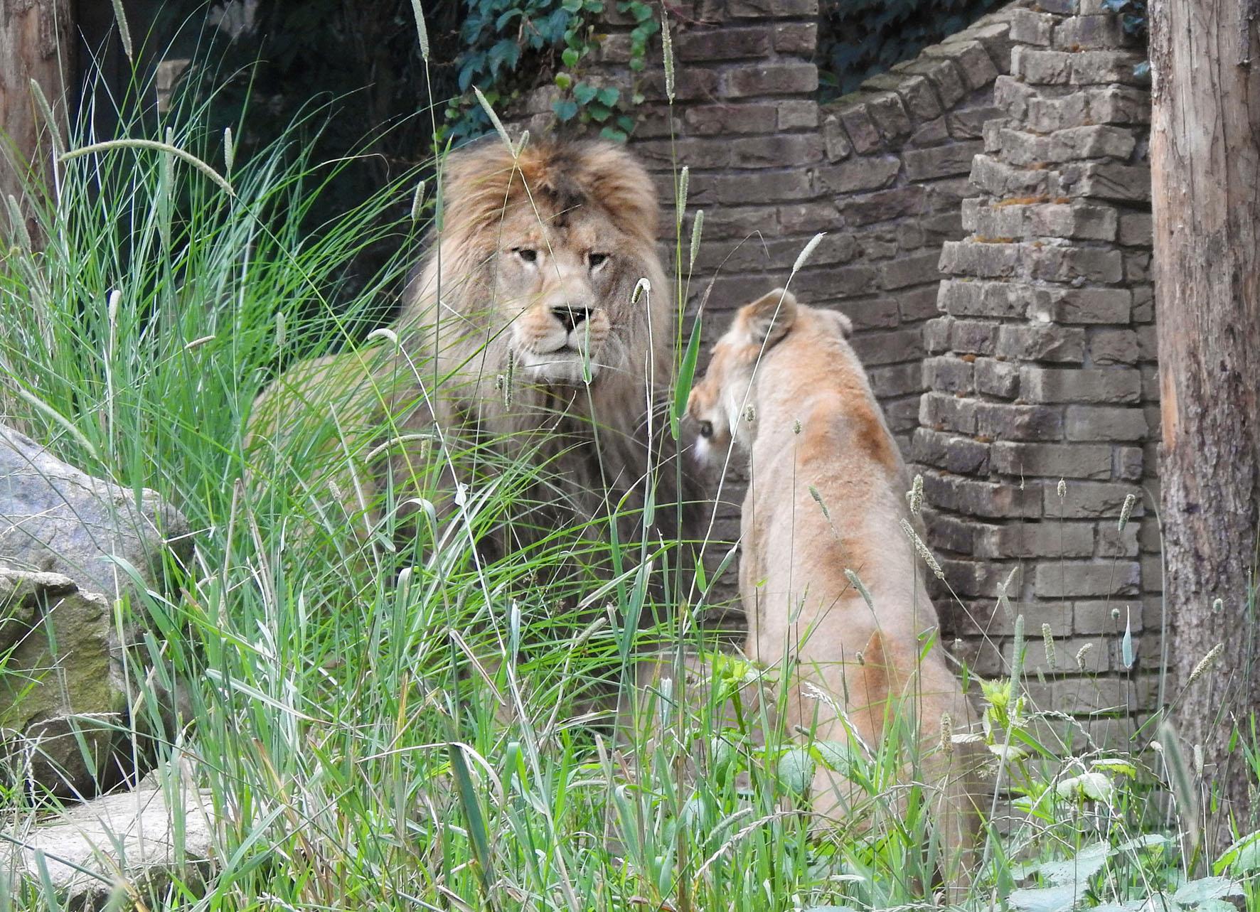 Nieuws « NVD Dierentuinen